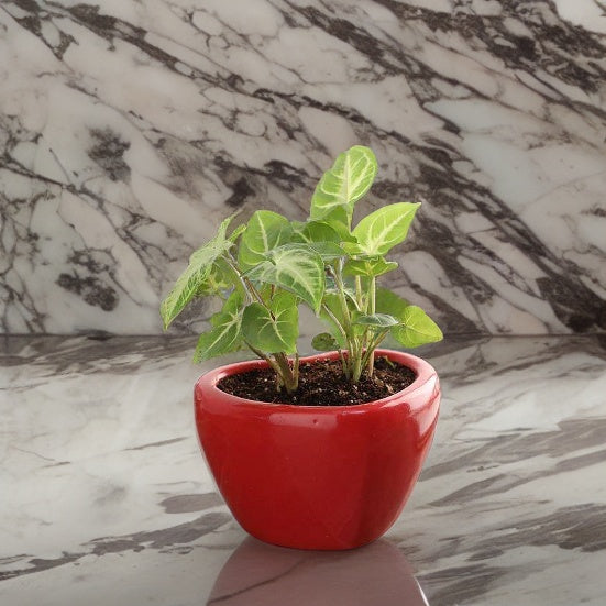 Heart Shaped Ceramic Pot ( 4 inch) — Plant N Pots