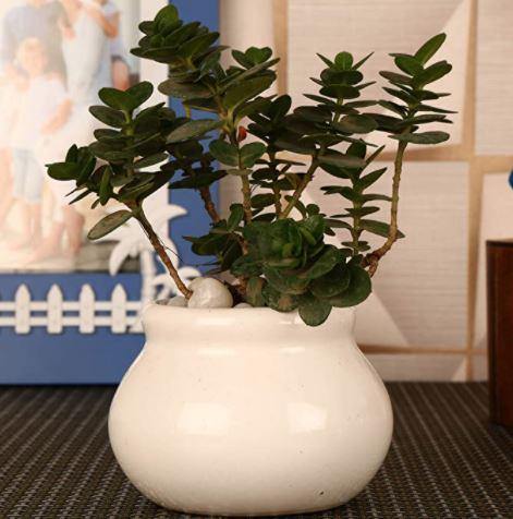 White Matka Ceramic Pot — Plant N Pots